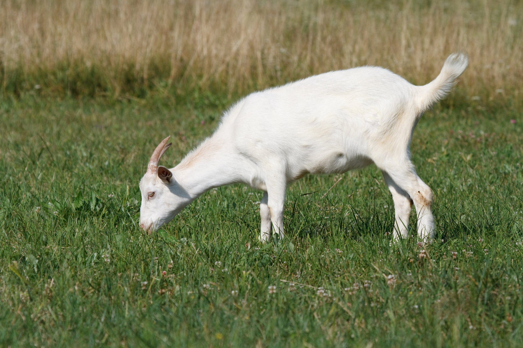 BillyDoe Meats | Why Goat Meat is So Good for You