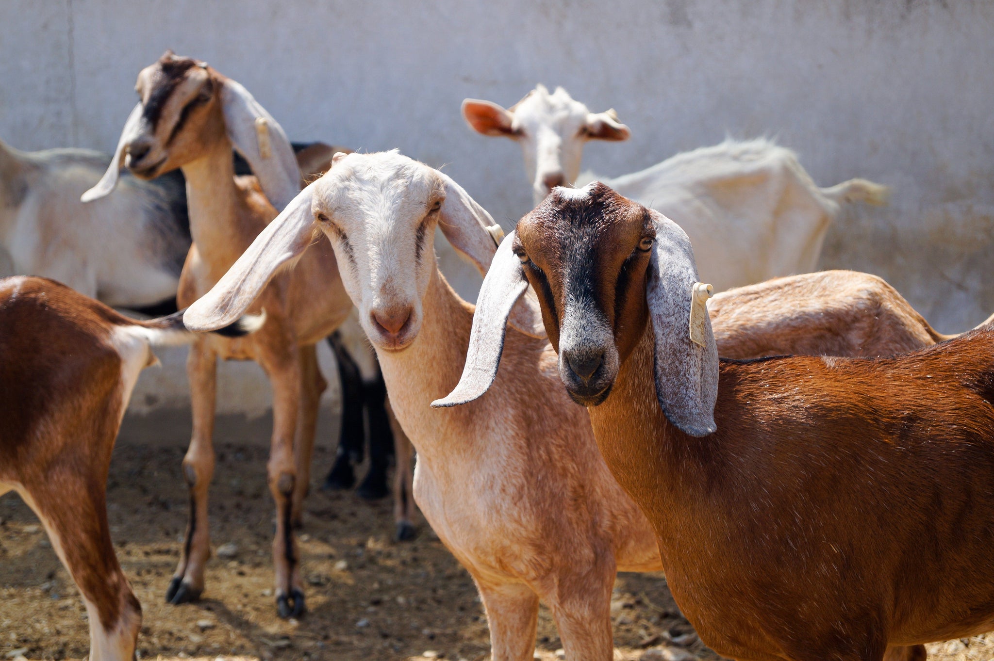 BillyDoe Meats | Why Goat Meat is So Good for You